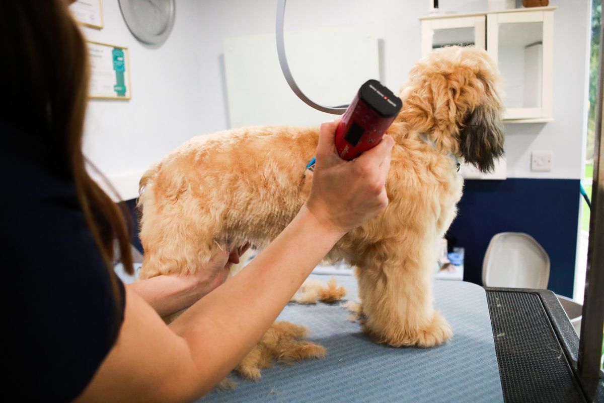 Dog and puppy grooms including nail clipping and deshed treatments